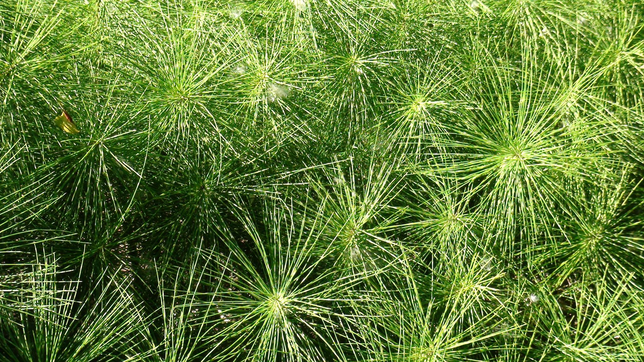 About us: Marc Riera – On elephants and bacteria