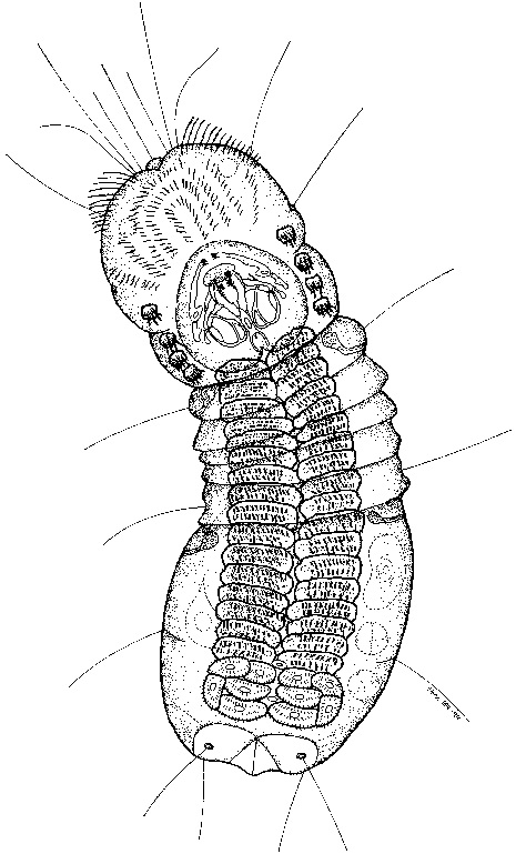 Micrognathozoans and Cycliophorans-Strangers in the animal tree (I ...
