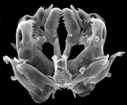 Micrognathozoans and Cycliophorans-Strangers in the animal tree (I ...