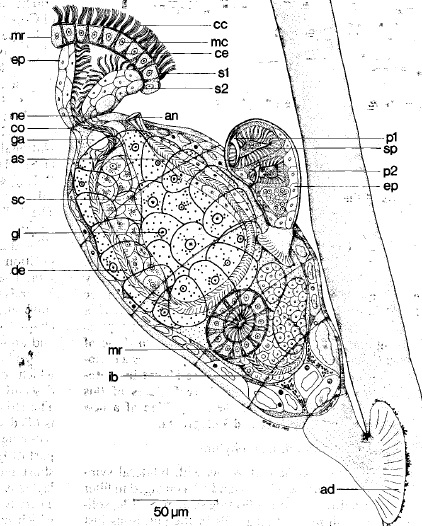 Micrognathozoans and Cycliophorans-Strangers in the animal tree (I ...