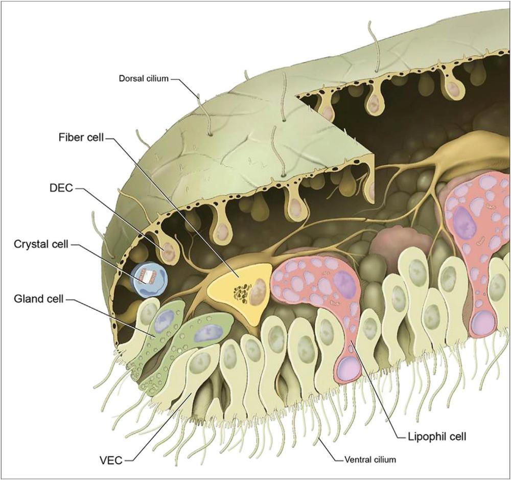 Micrognathozoans and Cycliophorans-Strangers in the animal tree (I ...