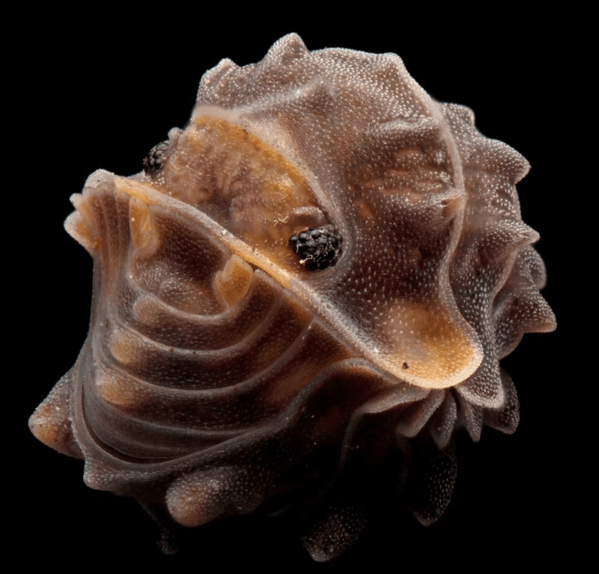 The evolution of rolling animals – On elephants and bacteria