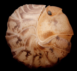 The evolution of rolling animals – On elephants and bacteria