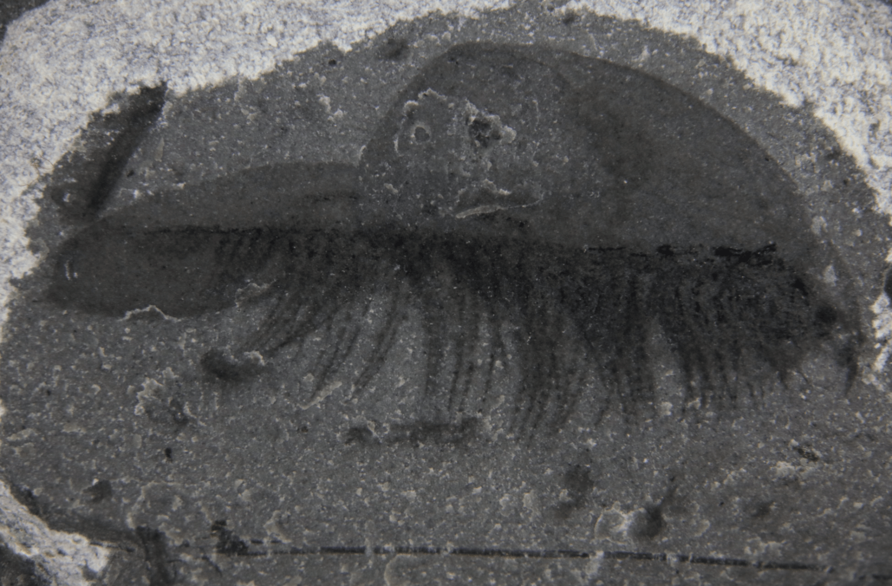 The evolution of rolling animals – On elephants and bacteria