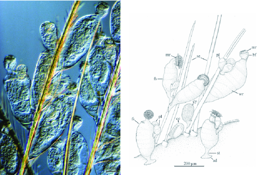 Micrognathozoans and Cycliophorans-Strangers in the animal tree (I ...